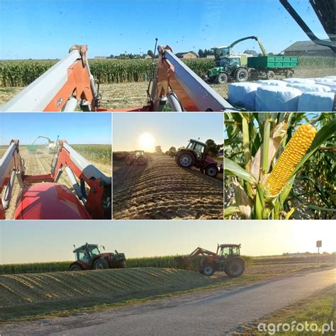 Akcja Kiszonka Z Kukurydzy Zdjęcie Fotka Foto Numer 830207 Galeria Rolnicza Agrofoto