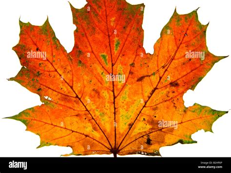 Maple Tree Leave Acer Afterimage Backcloth Background Image Backdrop