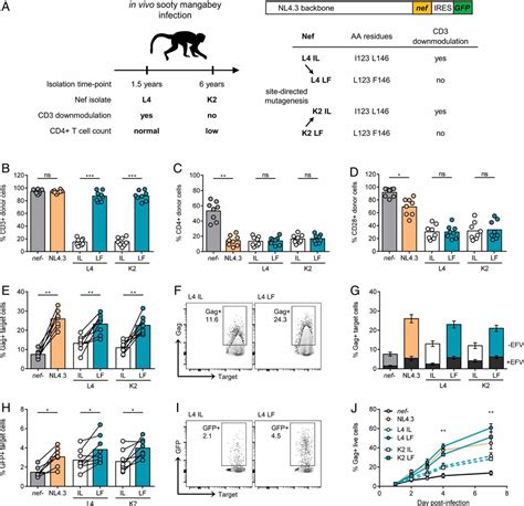Loss Of Nef Mediated Cd3 Down Regulation In The Hiv 1 Lineage Increases