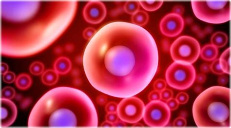 10 Facts about Cells | Fact File