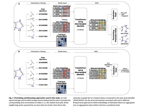MolE A Foundation Model For Molecular Graphs Using Disentangled Attention Medvolt Ai