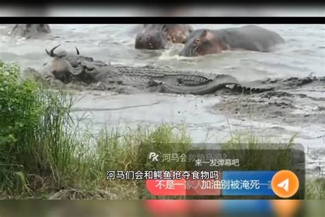 角马被鳄鱼拖下水，眼看命丧鳄鱼口，这时救兵来了鳄鱼角马救兵