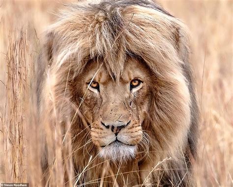 Amazing Images Show Singing Lions Gallivanting Rhinos And A Jaw