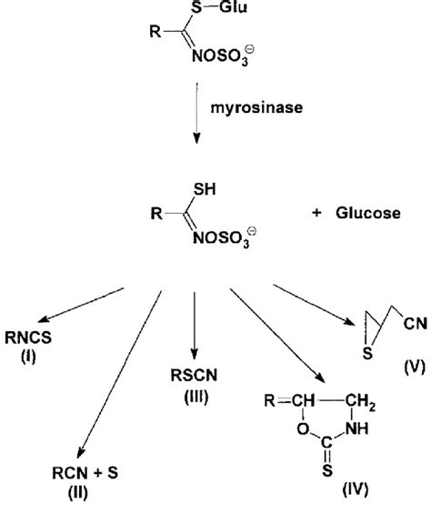 Scheme Of Degradation Of Glucosinolates Abbreviations Glu Glucose Download Scientific