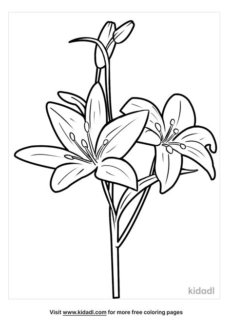 Coloring Pages Lily Flower