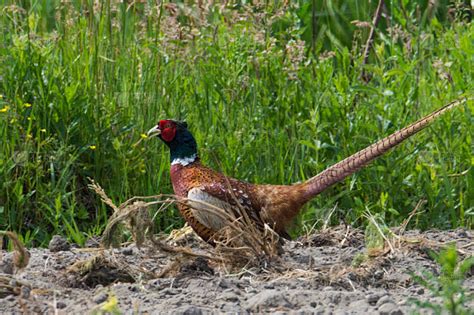 野鸡公雉的肖像