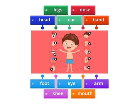 11 Body Parts Firsr Steps Labelled Diagram
