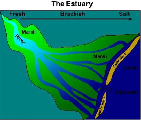 Estuary Biome Facts