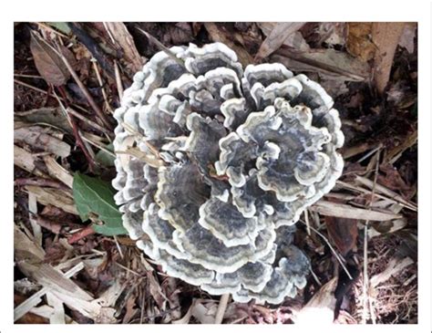 Figure E Basidiocarp Of Thelephora Nebula Ifp Ppppp Download