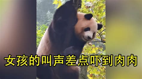 梅兰肉肉正在树上玩耍，突然人群中传来一声叫声，也不知道发生了什么，还好没有吓到大熊猫！panda 大熊貓 Youtube