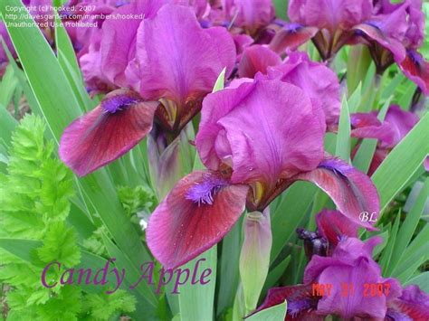 Plantfiles Pictures Standard Dwarf Iris Candy Apple 1 By Hooked