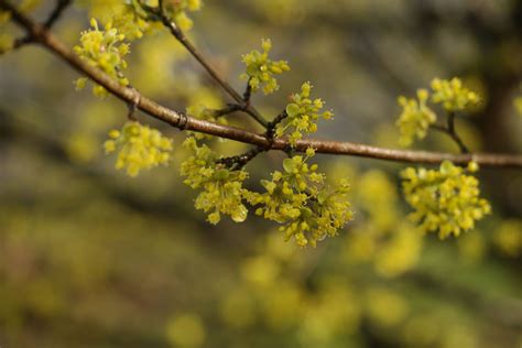 Cornus Mas Cornelian Cherry