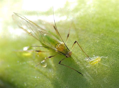 Aphids Also Greenflies And Blackflies Get Rid Of These Cannabis Pests