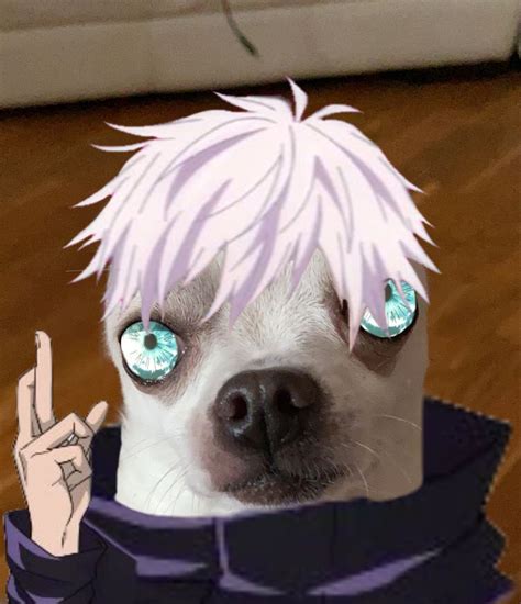 Gojo Chihuahua