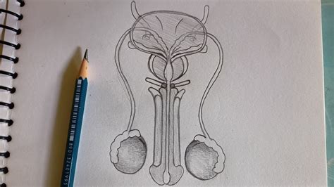 How To Draw Male Reproductive System Diagram Step By Step Ho