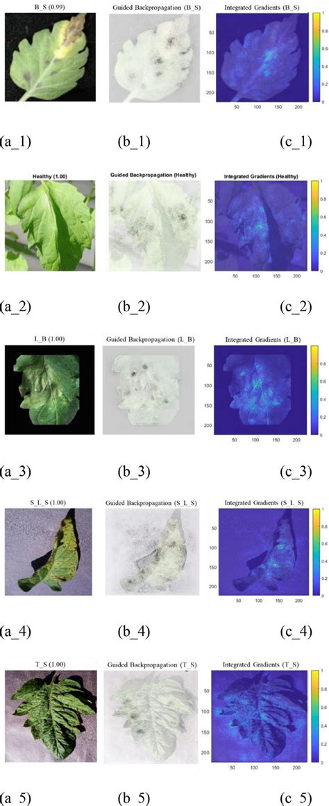 Comparing And Visualization Of The Saliency Map Produced By Guided Download Scientific Diagram