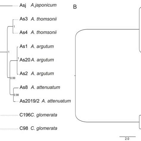 Phylogenetic Relationship Estimated From A Neighbor Joining