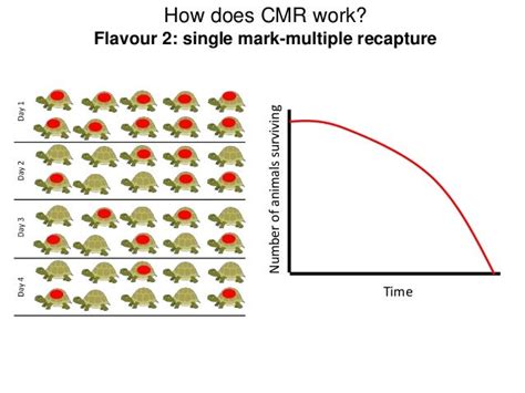 Capture Mark Recapture Cmr As A Method For Species Monitoring At A