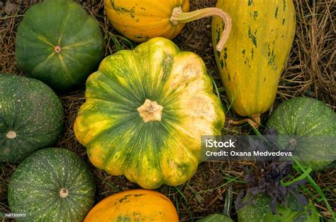 다양한 종류와 색상의 호박 모음 가을 수확 호박의 종류가 다릅니다 10월에 대한 스톡 사진 및 기타 이미지 10월 11월 가을 Istock