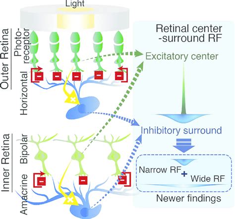 Lateral Inhibition Process In The Retina And The Formation Of The