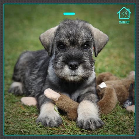 3대 악마견 화이트 블랙 실버 미니어처 슈나우저 유전병과 특징 네이버 블로그 3대 악마견 화이트 블랙 실버 미니어처 슈나우저 유전병과 특징 네이버 블로그
