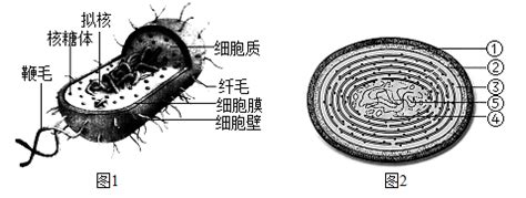 图1为大肠杆菌细胞模式图图2为蓝细菌细胞模式图回答下列问题