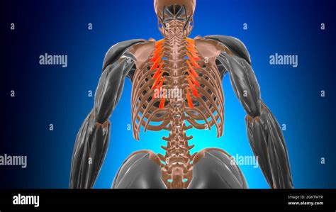 Levatores Costarum Longi Muscle Anatomy For Medical Concept 3d