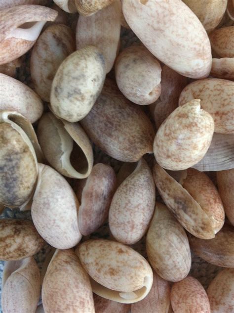 Amber Glassy Bubble Shell Sea Shells Seashell Crafts Shells