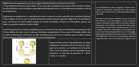 Tomidigital Leyes De Mendel