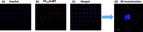 Z Stack Montage For Mda Mb 468 Spheroids Total Slices 52 A Nuclei