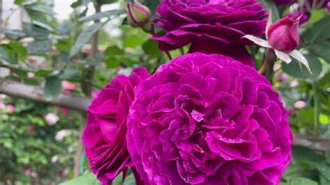 Flora ფლორა პლიუსი Home