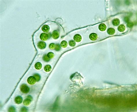 Phycokey Palmodictyon Images