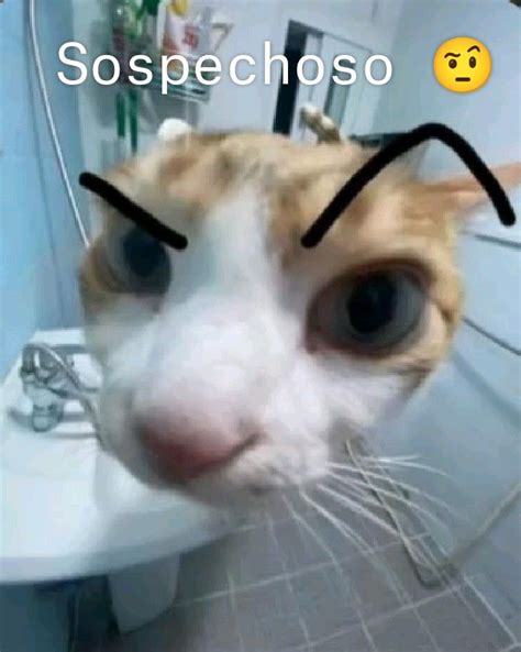 Sospechoso 🤨 Funny Cats Cat Memes Funny Cute Cats