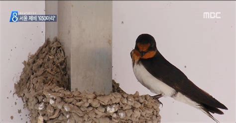 반가운 길조 제비 서울 도심에 650마리 산다