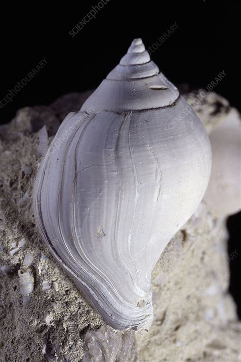 Fossil Gastropod Stock Image E442 0715 Science Photo Library