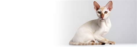 Colorpoint Shorthair Kittens In Michigan Find Your Dream Kitten