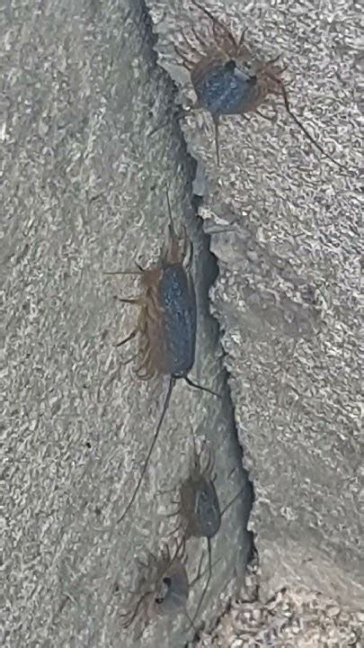 Sea Cockraoch Youtube