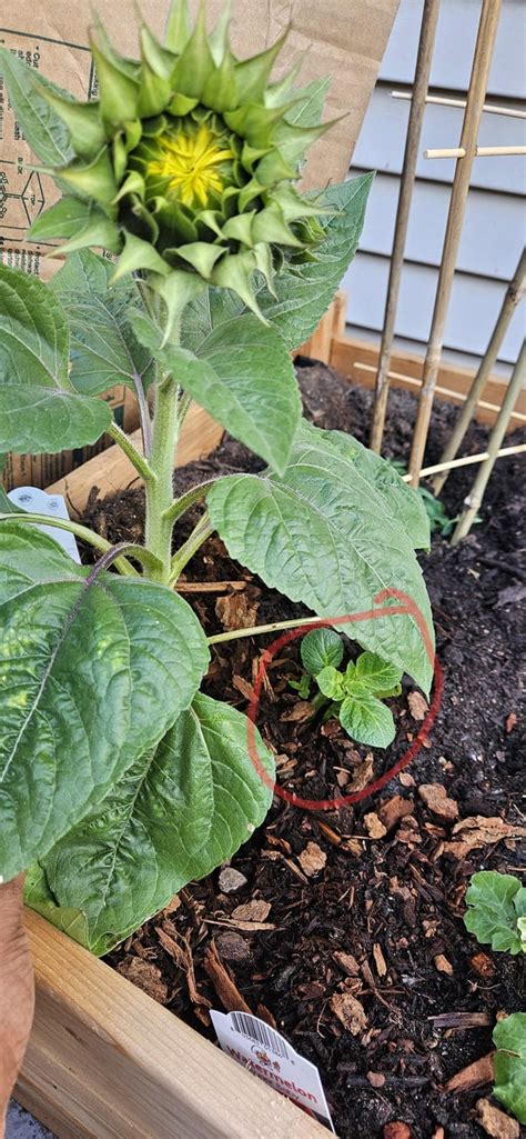 Sunflower Care Rgardening