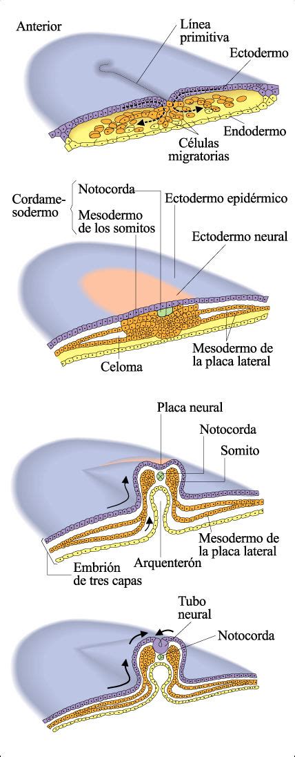 Embriología Y Biología Humana 2018
