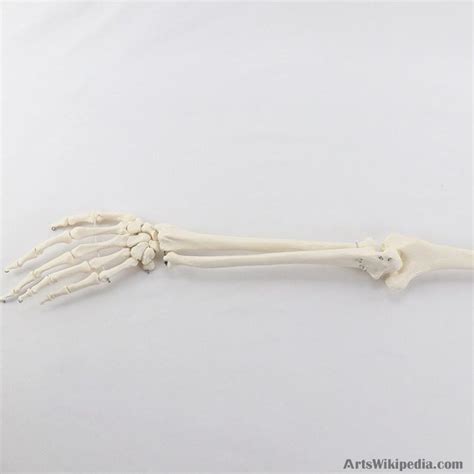 11 Human Bone Model Of Bone Adult Arm Of Upper Limb Bone Arm And