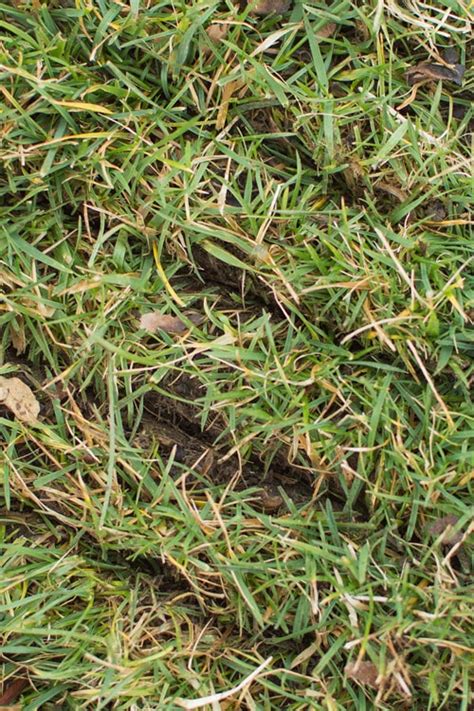 Slice Seeder Guide How They Work My Tips For Success Lawn Chick