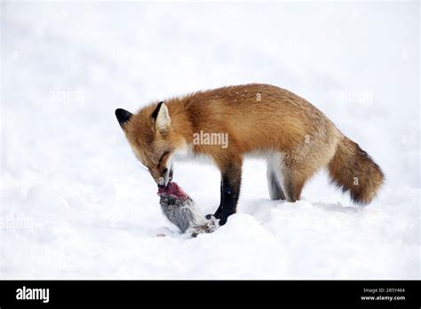 American Red Fox Vulpes Vulpes Fulva With Captured Grey Squirrel Montreal American Red Fox