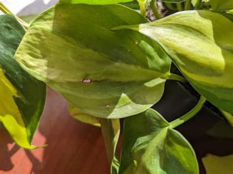 Is There Something Wrong Rplantclinic