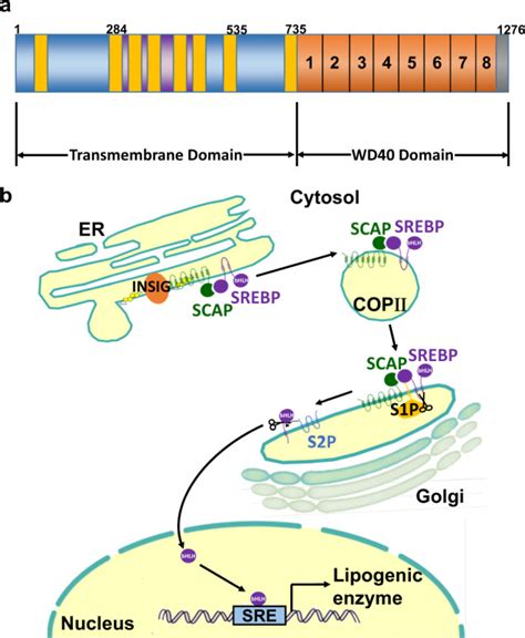 The Cellular Function Of Scap In Metabolic Signaling Pmc