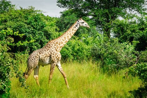 50 Graffe Foto Stock Immagini E Fotografie Royalty Free Istock