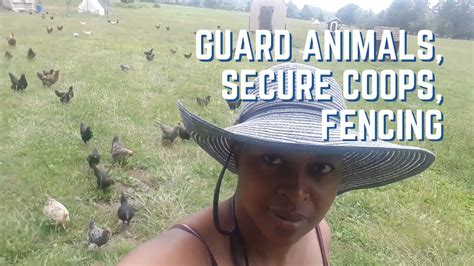 Preventing Poultry Predators Videos Mother Earth News