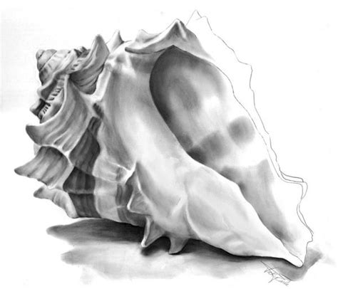 Seashell Drawing Shell Drawing Sketches