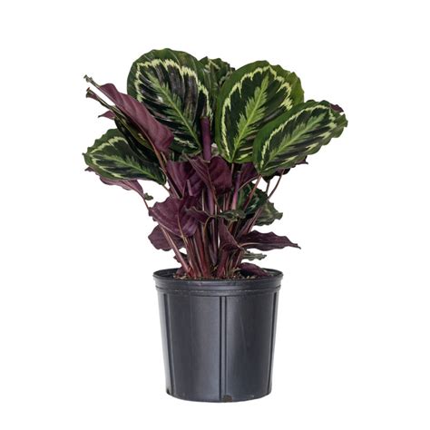 United Nursery Live Prayer Plant Calathea Medallion Plant Indoor