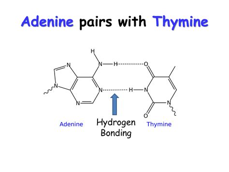 What Does Thymine Bond With In Rna At Dennis Penn Blog