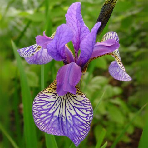 Iris Sibirica Shakers Prayer Clematitero